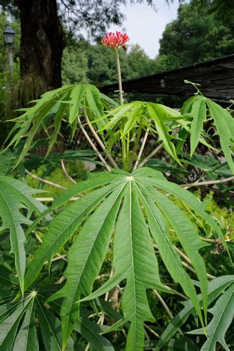 細裂葉珊瑚油桐 菁芳園綠生活