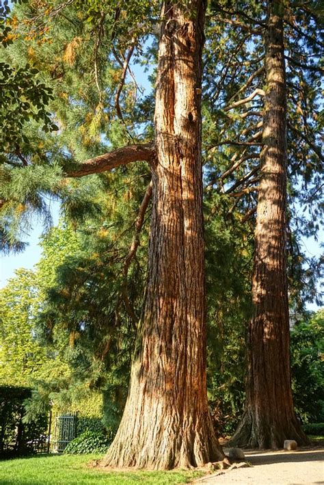 巨树 丛林 老的 Pixabay上的免费照片