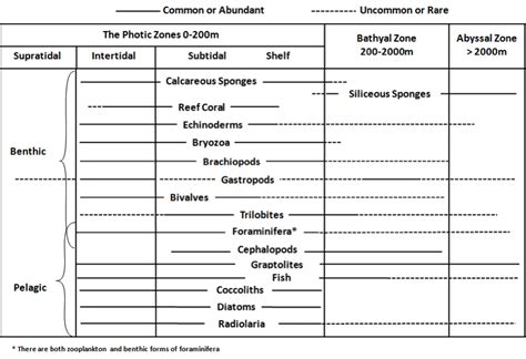 Fossils Of The Paleozoic Phylum Bryozoa The Bryozoans Laboratory