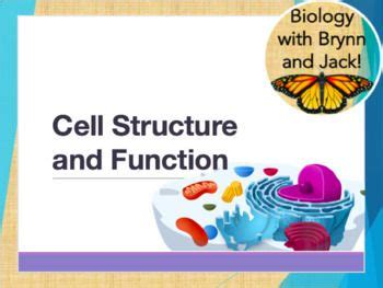 Cell Structure And Function PPT Structure And Function Cell Structure Cell Theory