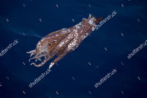 Cockeyed Squid Histioteuthis Bonelli Sperm Whale Editorial Stock Photo Stock Image Shutterstock