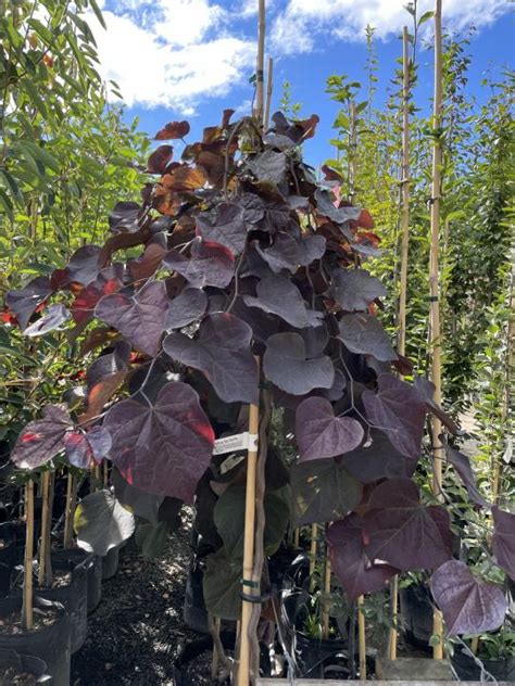 Cercis Canadensis Ruby Falls