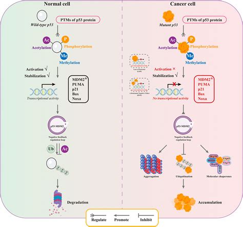 Frontiers Targeting Mutant P53 Stabilization For Cancer Therapy