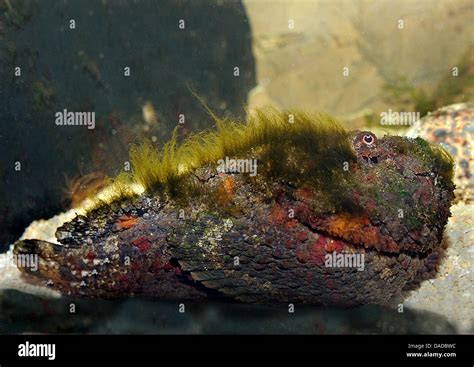 Reef Stonefish Poison Toadfish Stonefish Synanceia Verrucosa