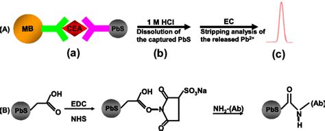 A Scheme Of Pbs Qd Based Electrochemical Immunoassay Of Cea A Download Scientific Diagram