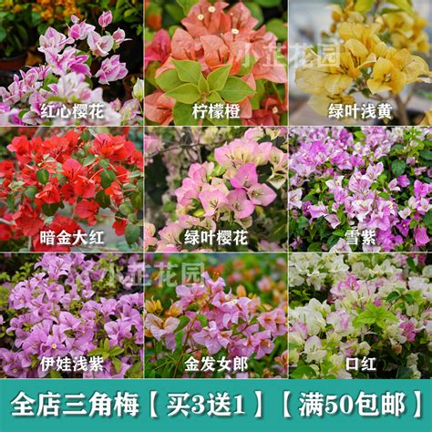 品种多色三角梅大小苗盆栽四季勤花阳台庭院花卉单品绣球