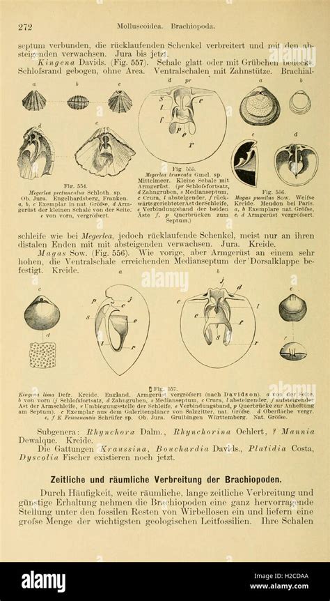 A Textbook Outlining The Fundamental Principles Of Paleontology Including Geological Processes
