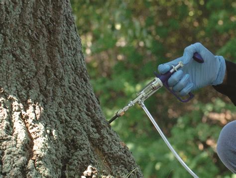 Tree Preservation What Is Tree Trunk Injection Forecon Inc