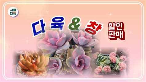 3월 14일목요일🎄 선인장 코노 반려식물다육식물💕아프리카식물 열대식물수제화분😍💕 Youtube