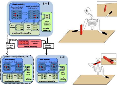 Long Term And Short Term Body Schema And Forward Models This Figure