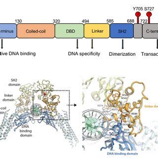 Schematic Of The Relationship Between STAT3 And Cancer Hallmarks STAT3