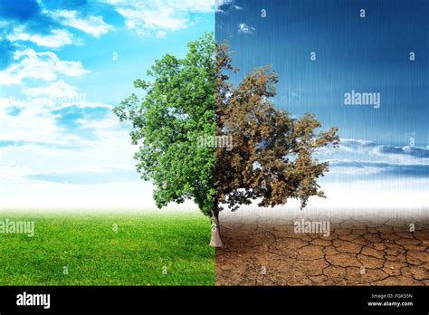 Two Sides Tree Stock Photo Alamy