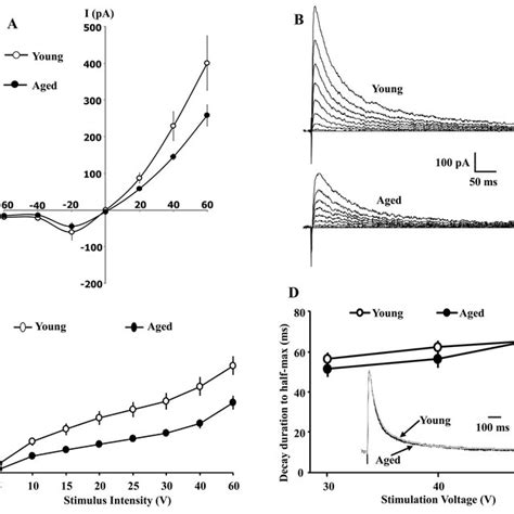 Whole Cell Patch Clamp Recording From Ca1 Hippocampal Pyramidal Neurons Download Scientific