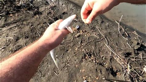 თევზაობა ალაზანზე პირადი რეკორდი Youtube