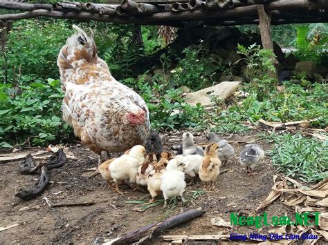 Giá con Don giống hiện nay 2025 NongLam NET