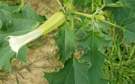 曼陀罗是什么植物 蜜源植物 酷蜜蜂