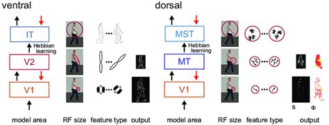 Structure Of Hierarchical Feedforward And Feedback Processing Along The Download Scientific