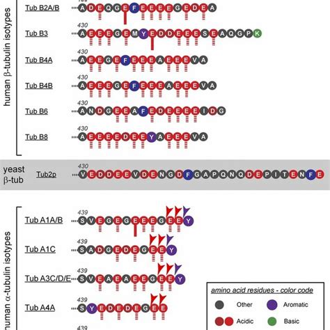 Heterogeneity Of C Terminal Tails Of Tubulin Isotypes And Their Ptms