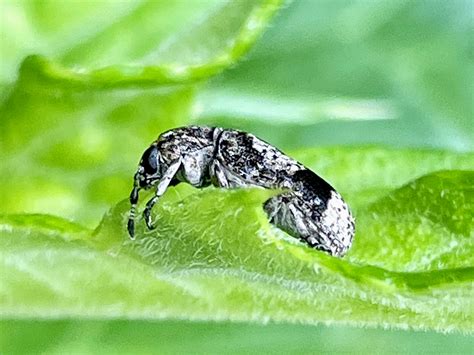 ヒゲナガゾウムシ科ウスモンツツヒゲナガゾウムシ薄紋筒髭長象鼻虫 奥行き1mの果樹園