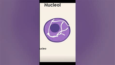 Nucleus Class 9th Bio Ls 1 The Fundamental Unit Of Life Class 9th