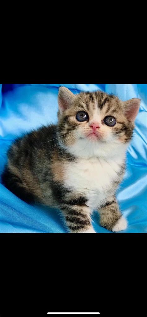 Name My Sisters New Gorl Kitty Rnamemycat