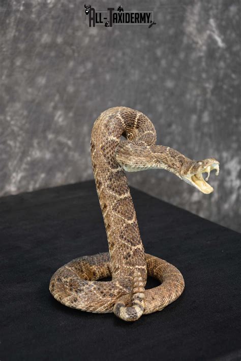 Diamondback Rattle Snake Taxidermy Mount For Sale Sku 1743 All Taxidermy