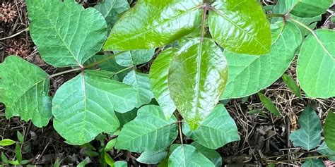 Identify Poison Ivy Oak And Sumac