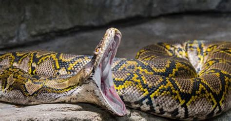 Indonesia Woman Found Inside Python Stomach After 3 Days Of Missing