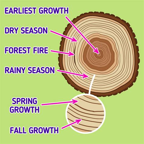 Tree Rings Age