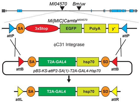 Calmodulin Binding Transcription Factor Shapes The Male Courtship Song In Drosophila Abstract