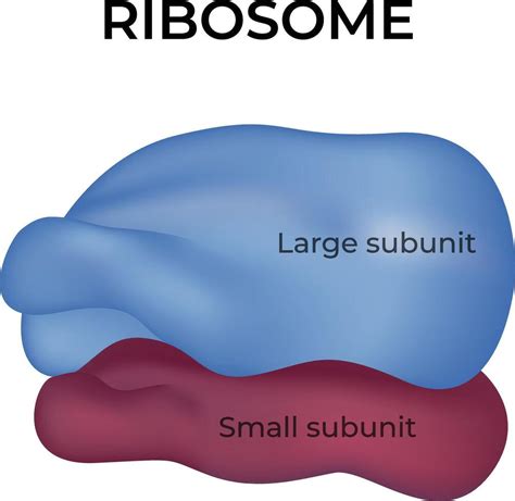 Ribosome Structure Large And Small Subunits Design Illustration 65299733 Vector Art At Vecteezy