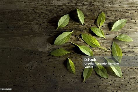 향기로운 허브 부엌 향신료 바질 잎 나무 배경에 식물 검은 색 사진 구성 0명에 대한 스톡 사진 및 기타 이미지 0명 건강관리와 의술 건강한 생활방식 Istock