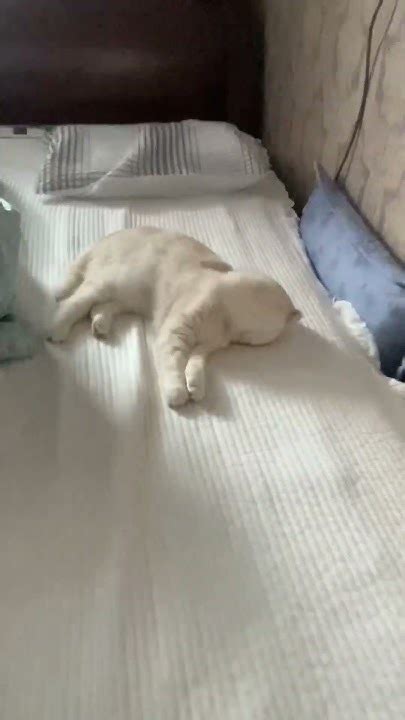 유명한 탐정 Youtube