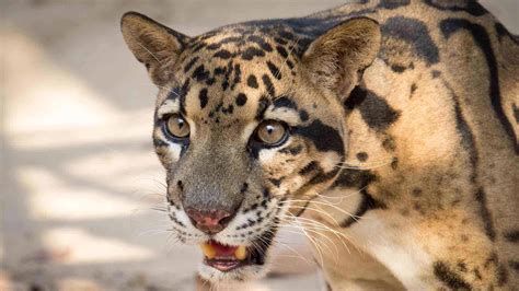 The Enigmatic Clouded Leopard Wildlife Alliance