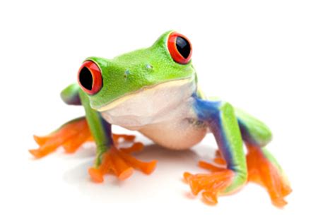 How The Eef Gets Metacognition And Self Regulation Wrong And Why It Matters