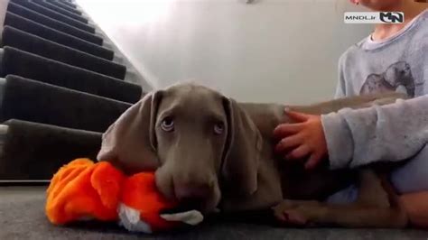 قسمت 5 مستند دنیای سگ های کوچولو با دوبله فارسی نماشا