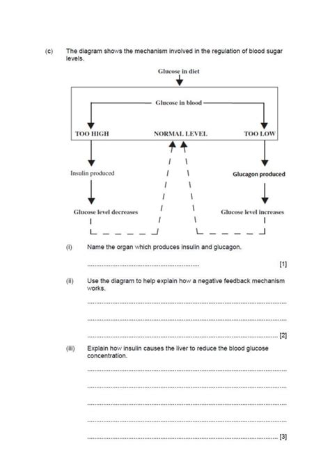 Gcse Exam About Endocrine System Pdf