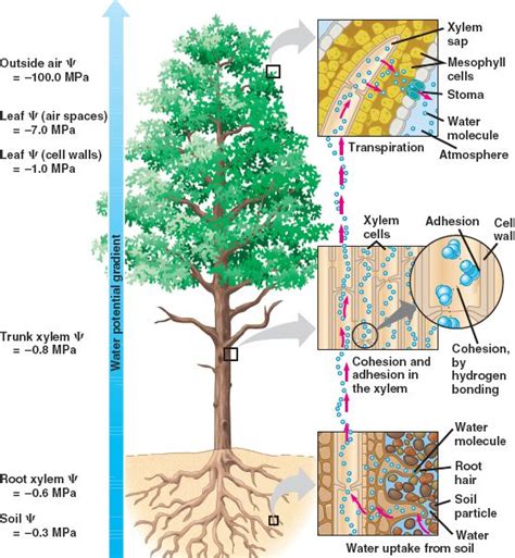 Xylem Sap Html XylemSapFlow L