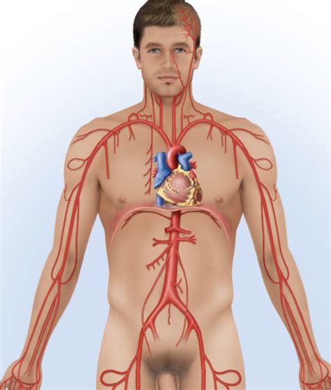 Major Systemic Arteries Diagram Quizlet