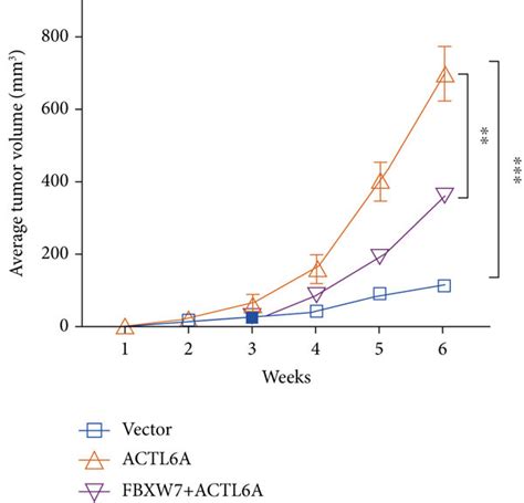 Fbxw7 Regulates Actl6a Expression Levels To Inhibit Hcc Growth In Vivo