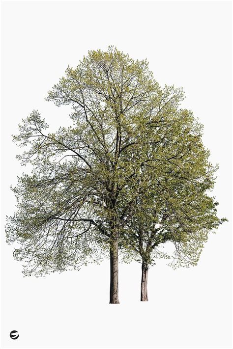 Large Trees Group In Early Spring Landscape Architecture Graphics