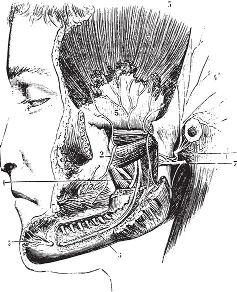 Lateral Pterygoid Or External Pterygoid Vintage Engraving 35388266