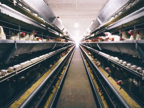 ТҮМЭН ШУВУУТ ХК Өндөгний хангамж тасалдахгүй үнэ нэмэгдэхгүй Isee Mn