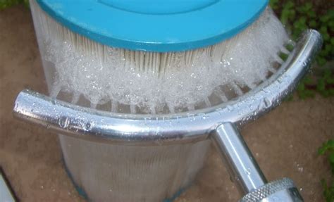 What Causes Black Algae In Swimming Pools The Rex Garden