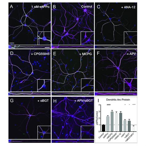 Arc Protein Expression Is Prevented By Inhibitors Of Transcription