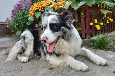 21 самая красивая порода собак в мире сегодня