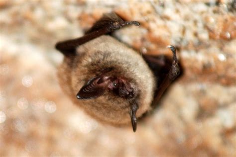New Funds Allow Wahnapitae Fn To Monitor Endangered Bat Species