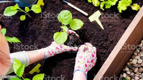 원예 장갑을 끼고 나무로 된 침대 정원의 구멍에 새싹을 심습니다 봄에 열린 땅에 묘목을 이식합니다 깔끔하게 자란 침대에서 야채를 재배합니다 새싹에 대한 스톡 사진 및 기타