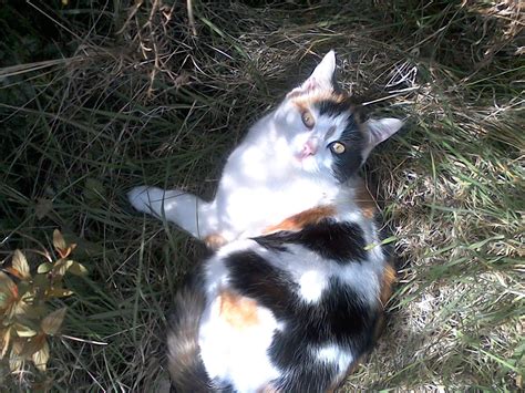 Monaghan Harps Hurling Added A Monaghan Harps Hurling