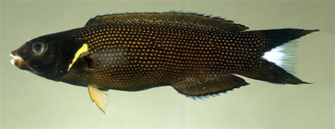 Labropsis Род ЛАБРОПСИСЫ 6 видов